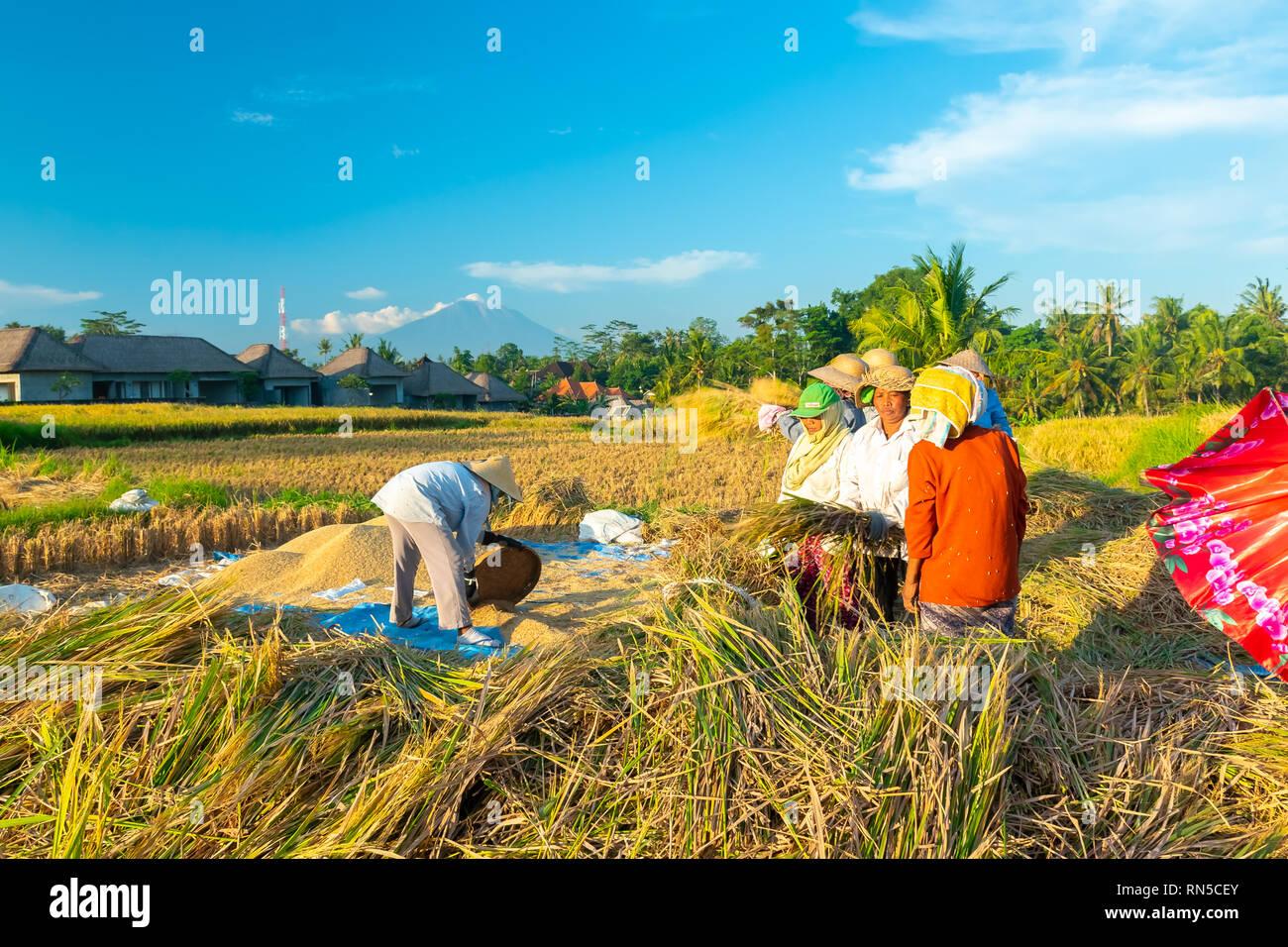 BALI, INDONESIA - April 12, 2018: Female Balinese farm-workers laugh as ...