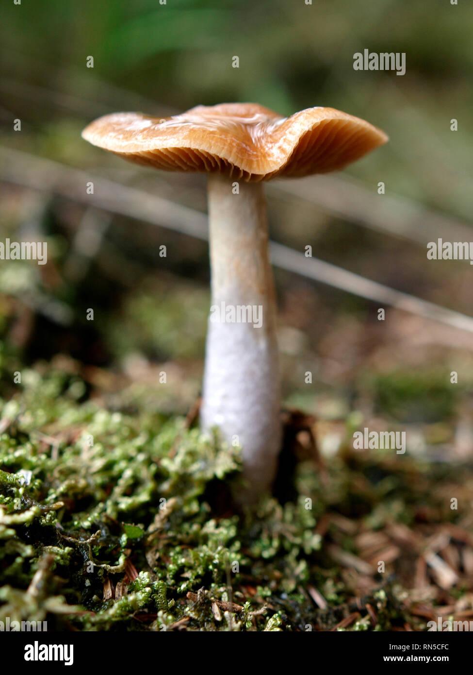 Cortinarius collinitus, Blue-girdled Webcap, Fungi, UK Stock Photo - Alamy