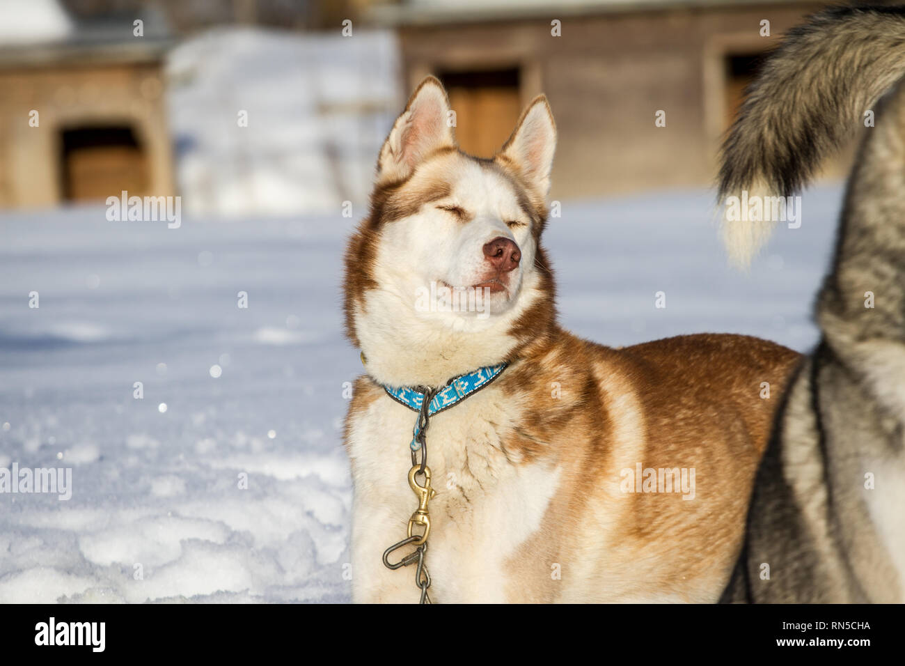 Siberian Husky before a sled dog race, Czech Republic Stock Photo - Alamy