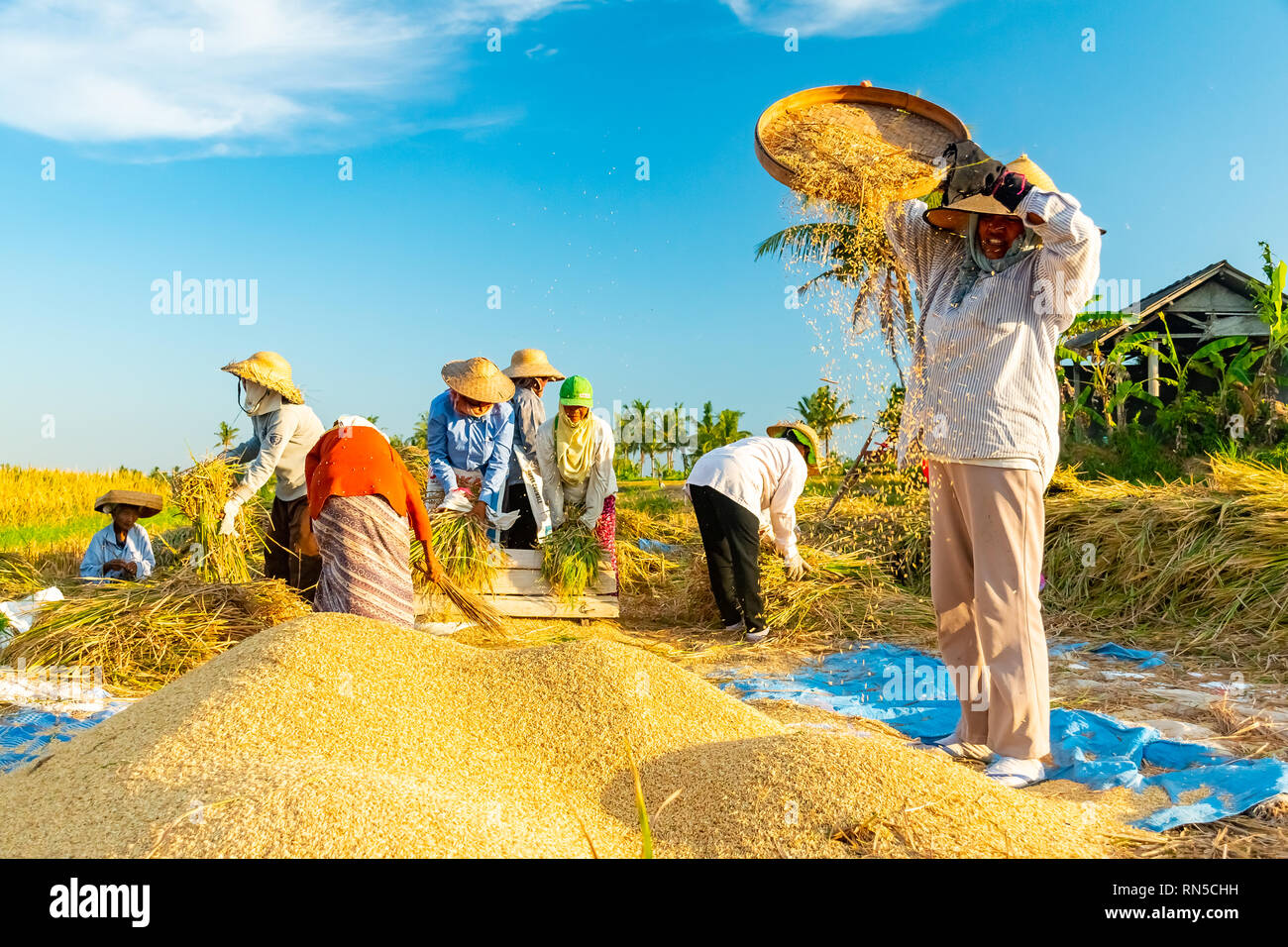 BALI, INDONESIA - April 12, 2018: Female Balinese farm-workers laugh as ...