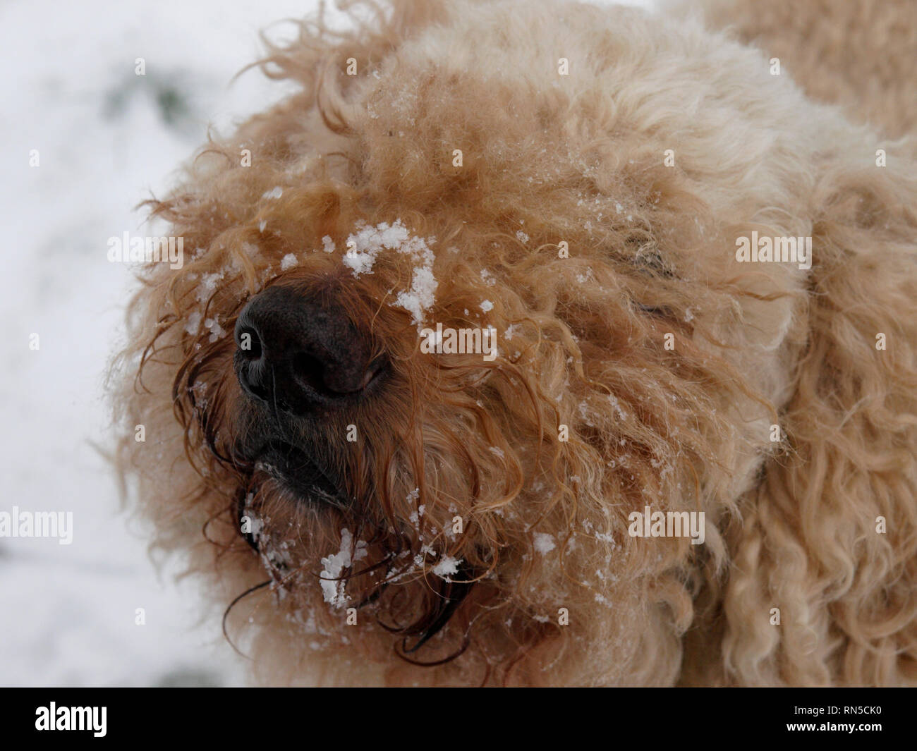 Cute dog face in snow hi-res stock photography and images - Alamy