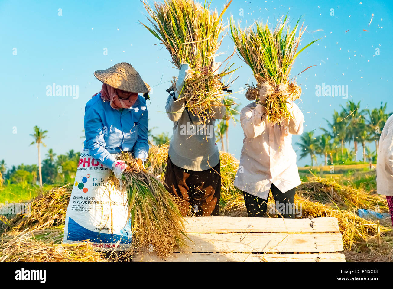 BALI, INDONESIA - April 12, 2018: Female Balinese farm-workers laugh as ...