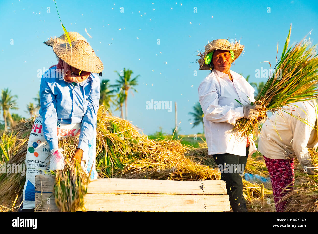 BALI, INDONESIA - April 12, 2018: Female Balinese farm-workers laugh as ...