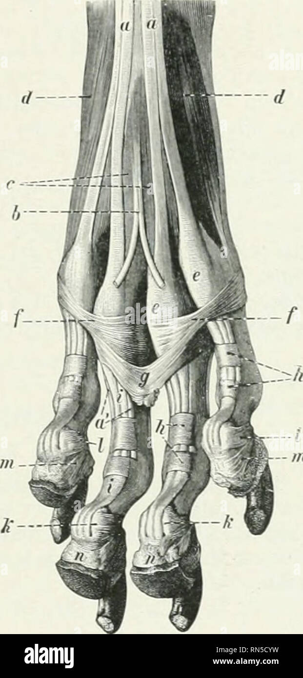 . The anatomy of the domestic animals. Veterinary anatomy. Fig. 258 ...