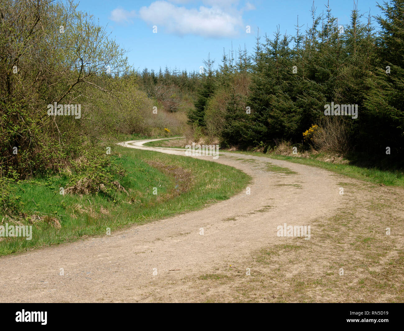 Dirt road through woodland, UK Stock Photo - Alamy