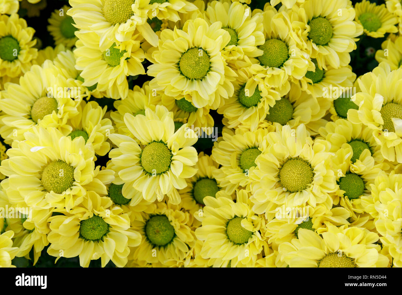 Background multiple yellow daisy flowers Stock Photo - Alamy