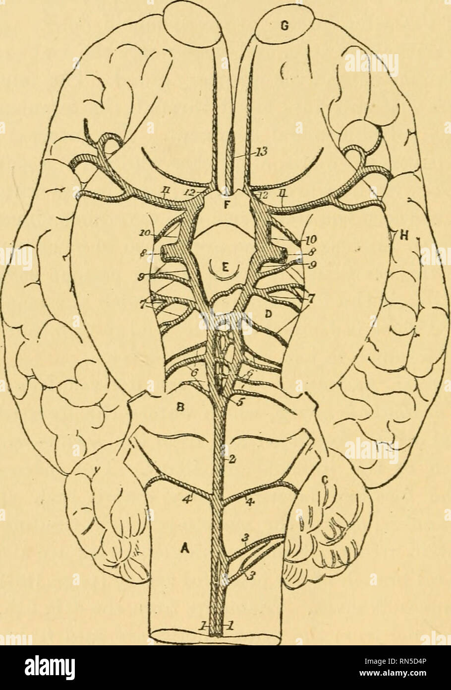 . The anatomy of the horse : a dissection guide. Horses; Horses ...