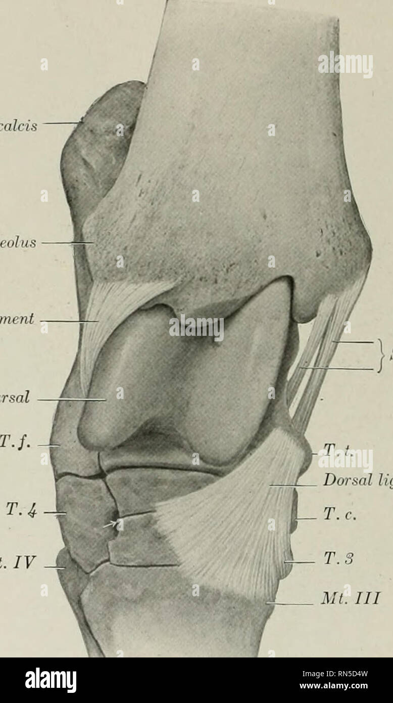 . The anatomy of the domestic animals. Veterinary anatomy. 242 THE ...