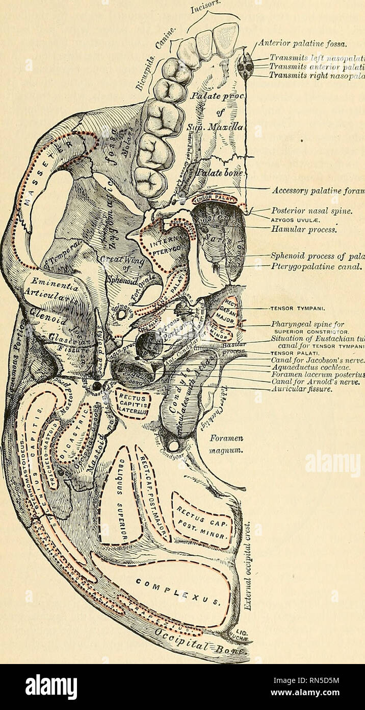 Nasopalatine Nerve Pterygopalatine Ganglion