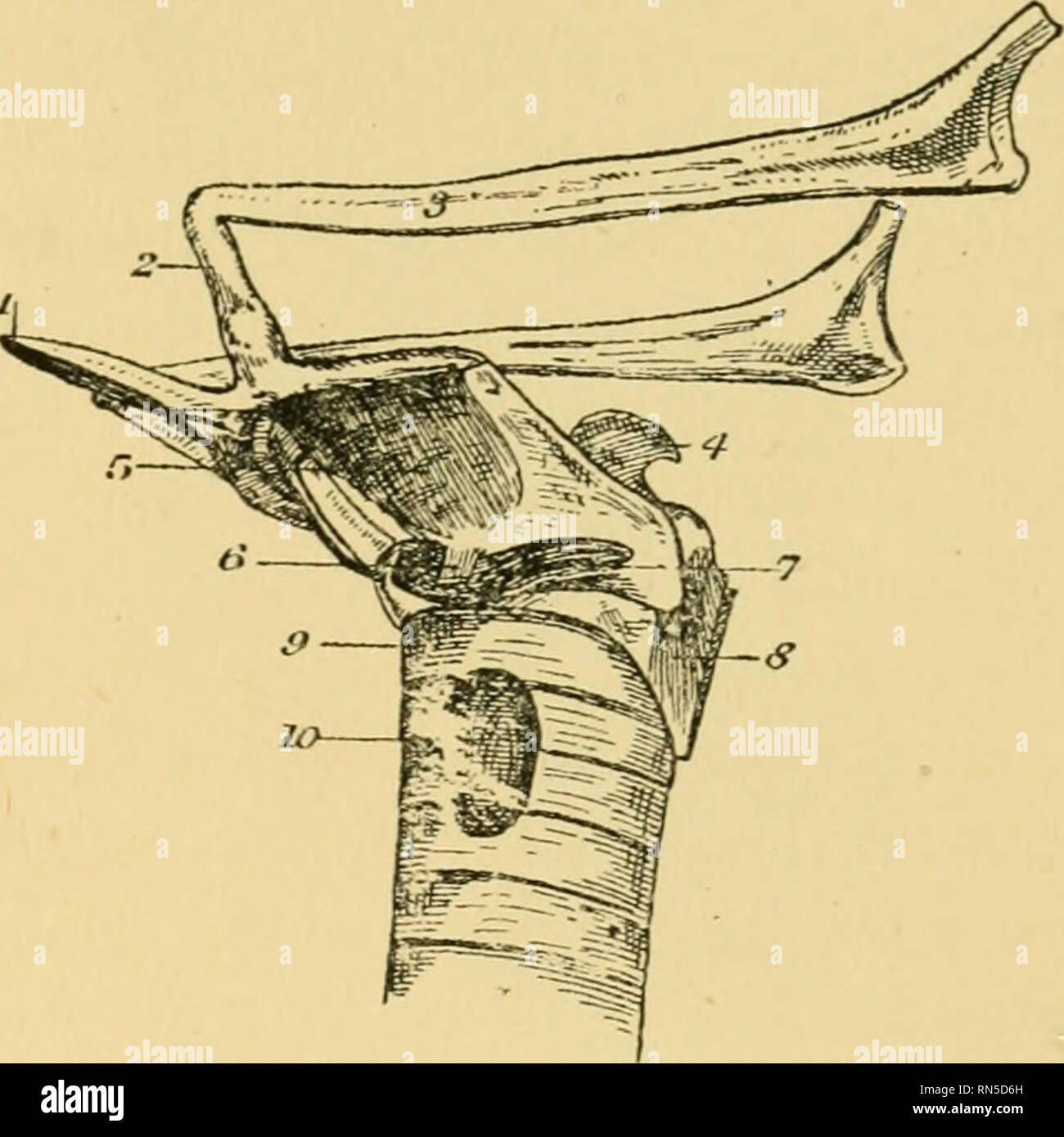. The anatomy of the horse : a dissection guide. Horses; Horses ...