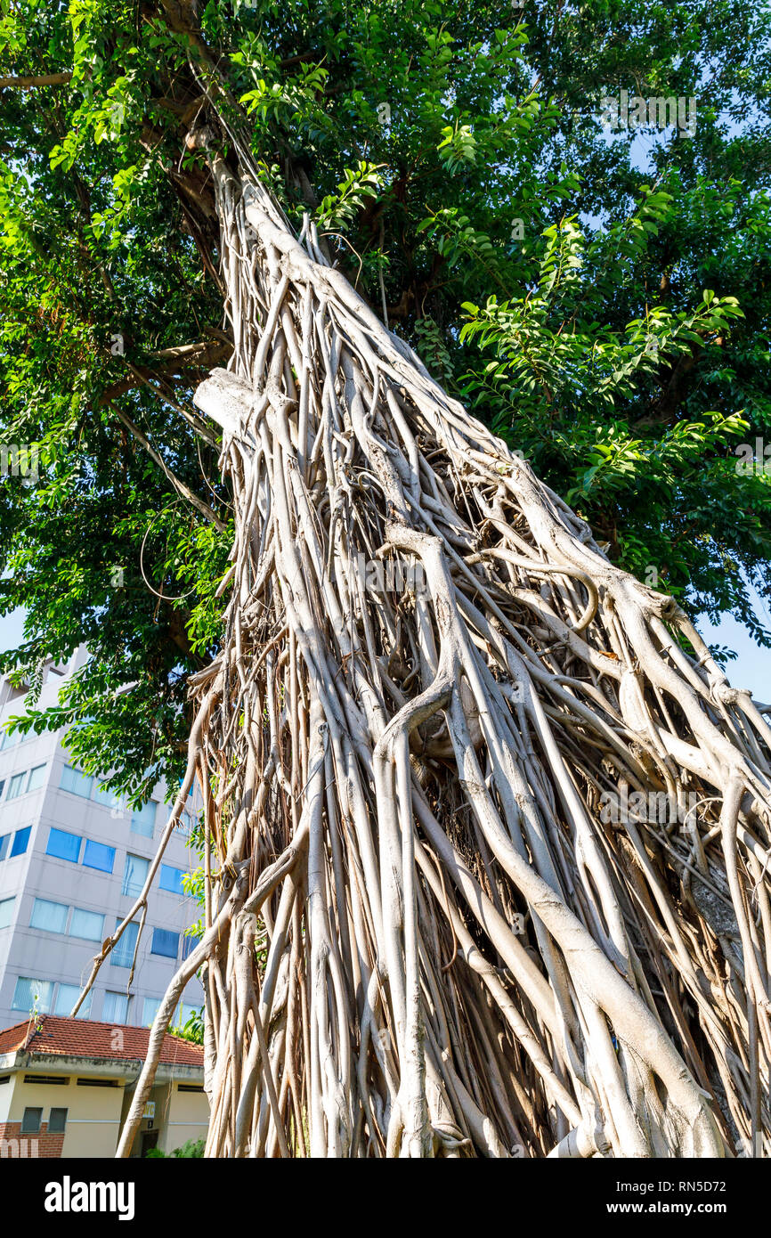 Thin stems hi-res stock photography and images - Alamy