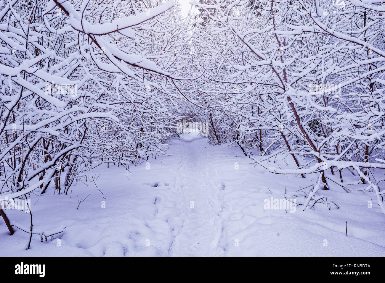 Path in the forest at winter day time Stock Photo - Alamy