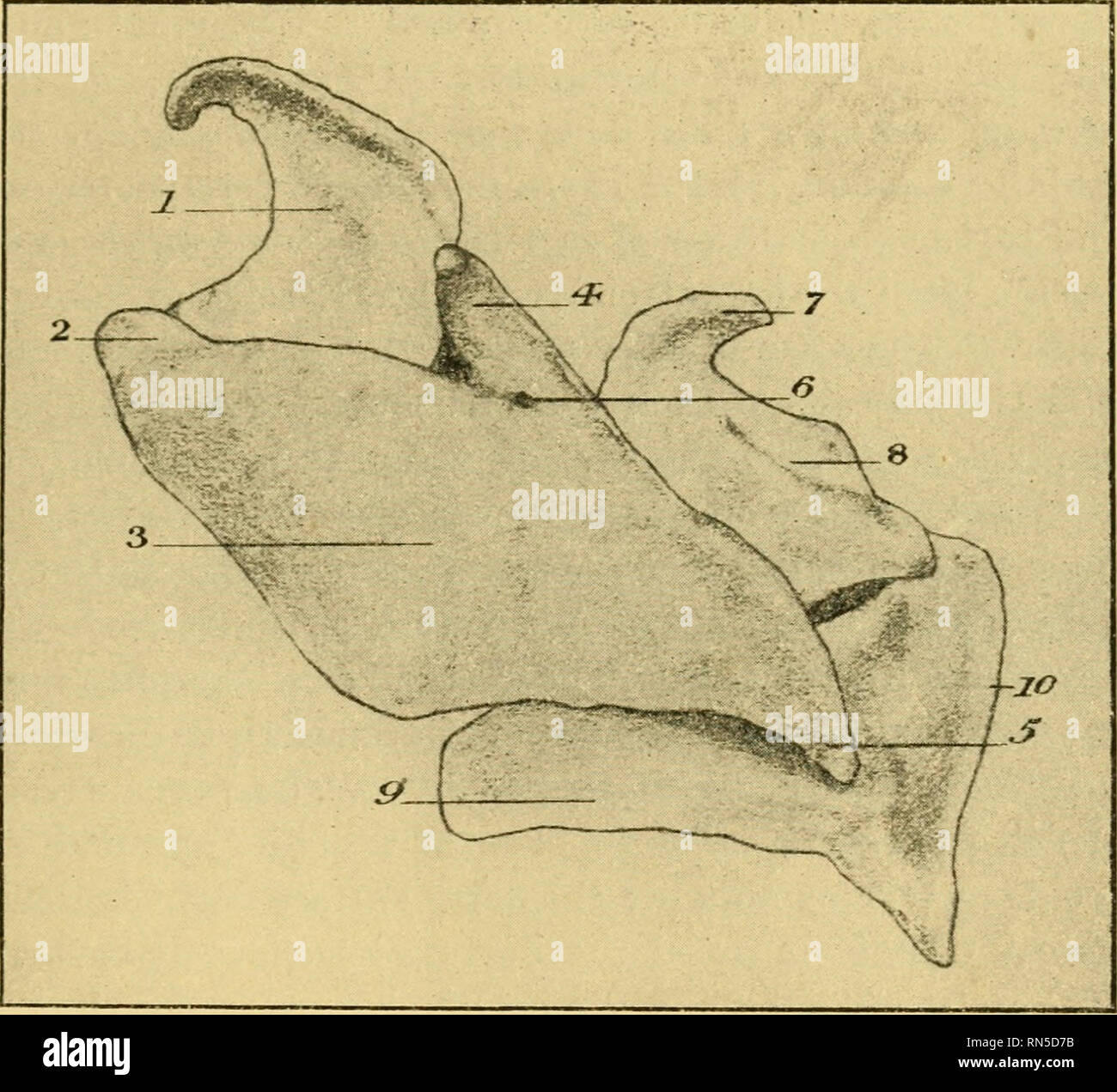 . The anatomy of the horse : a dissection guide. Horses; Horses ...