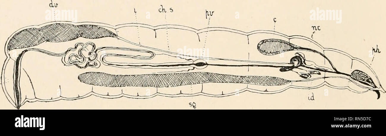 . The anatomy, physiology, morphology and development of the blow-fly ...