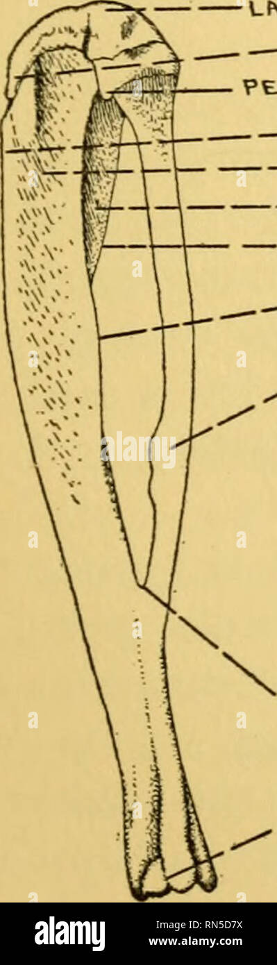 . Anatomy of the wood rat; comparative anatomy of the subgenera of the ...