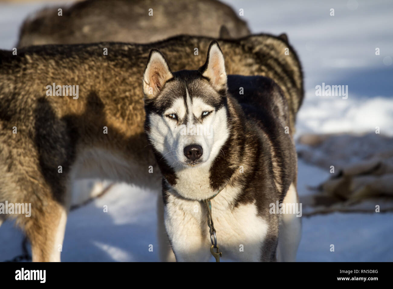 Siberian Husky before a sled dog race, Czech Republic Stock Photo - Alamy