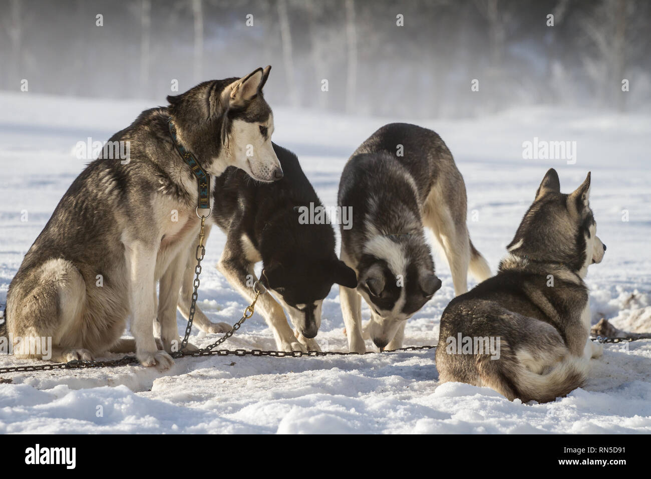 Siberian Huskies before a sled dog race, Czech Republic Stock Photo - Alamy