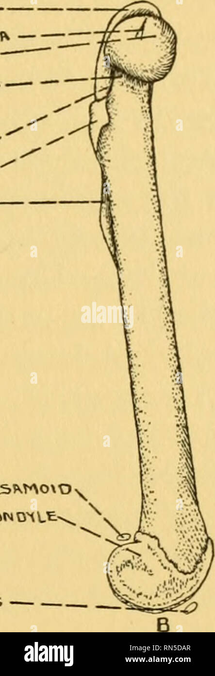 Booksubjectmammalsanatomy hi-res stock photography and images - Alamy