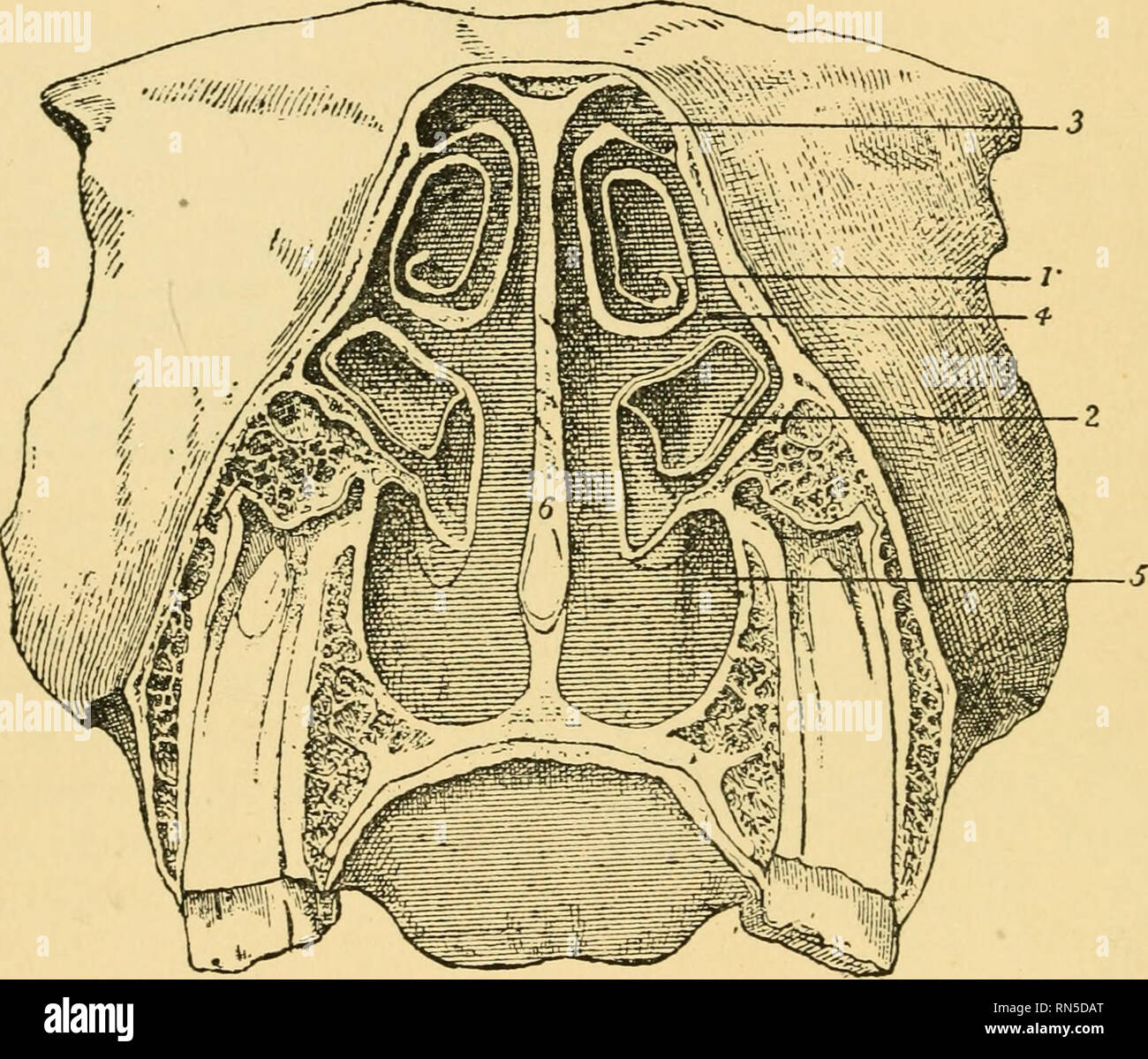 Alar plate hi-res stock photography and images - Alamy