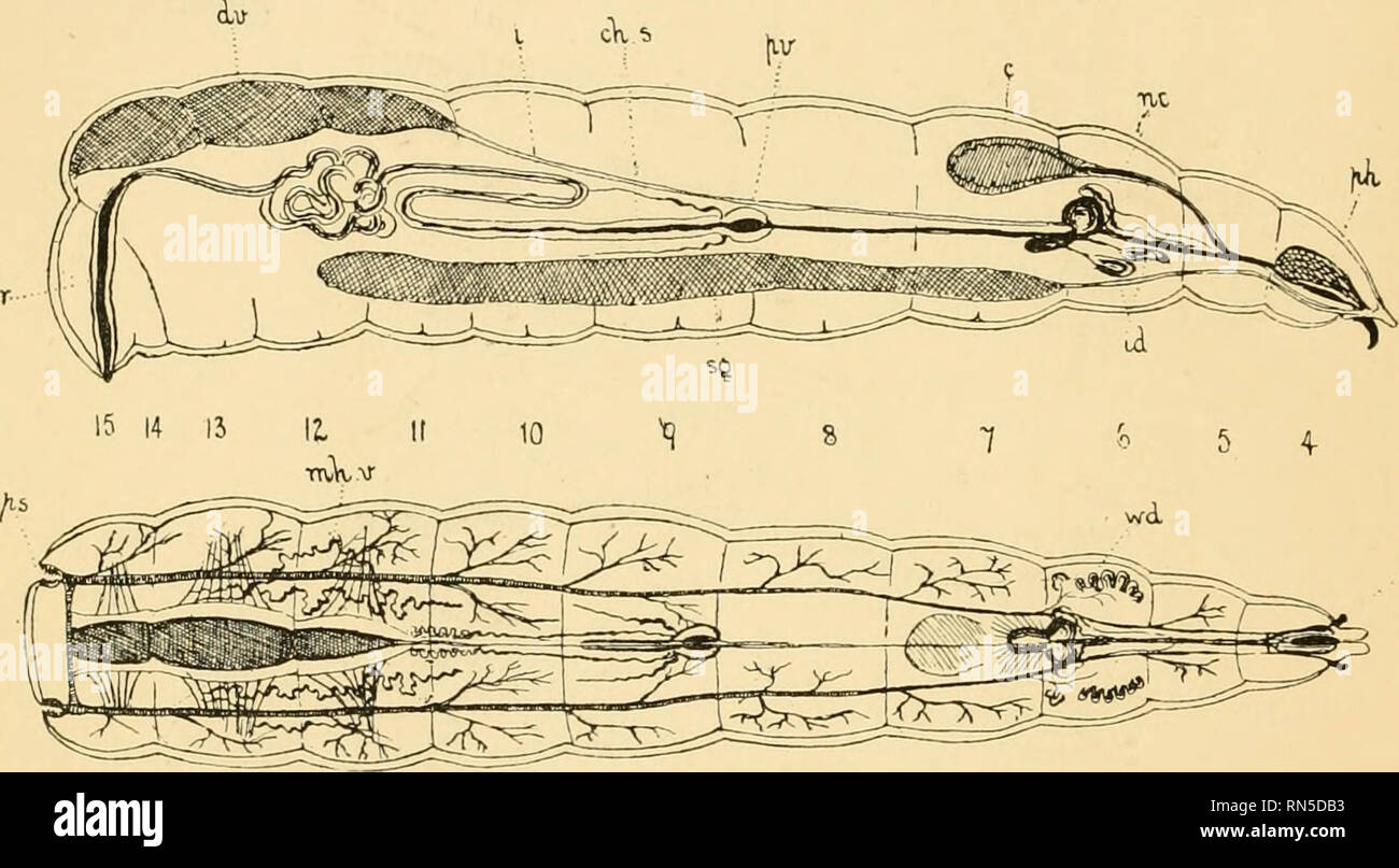 . The anatomy, physiology, morphology and development of the blow- fly ...