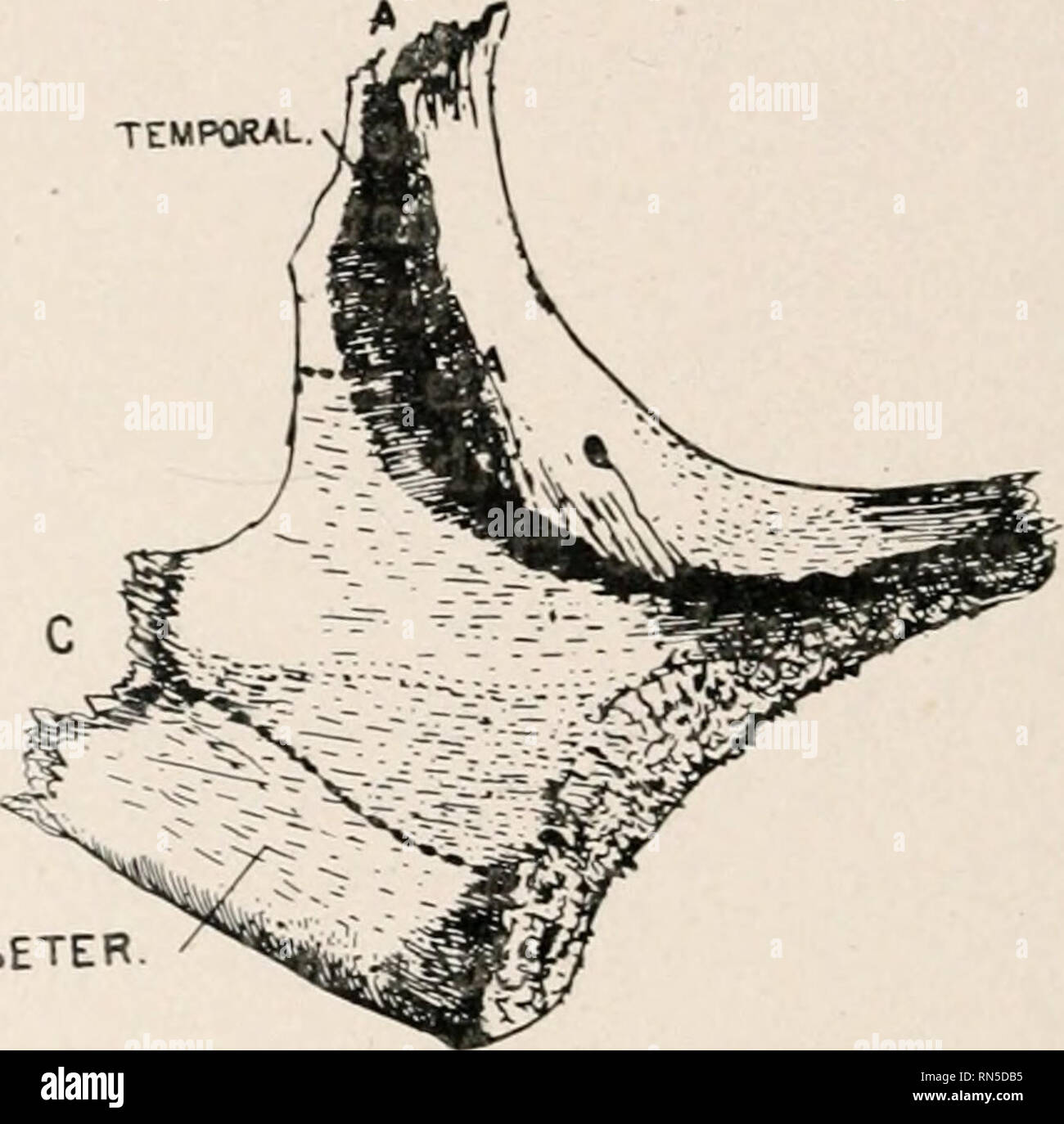 . Anatomy in a nutshell : a treatise on human anatomy in its relation ...