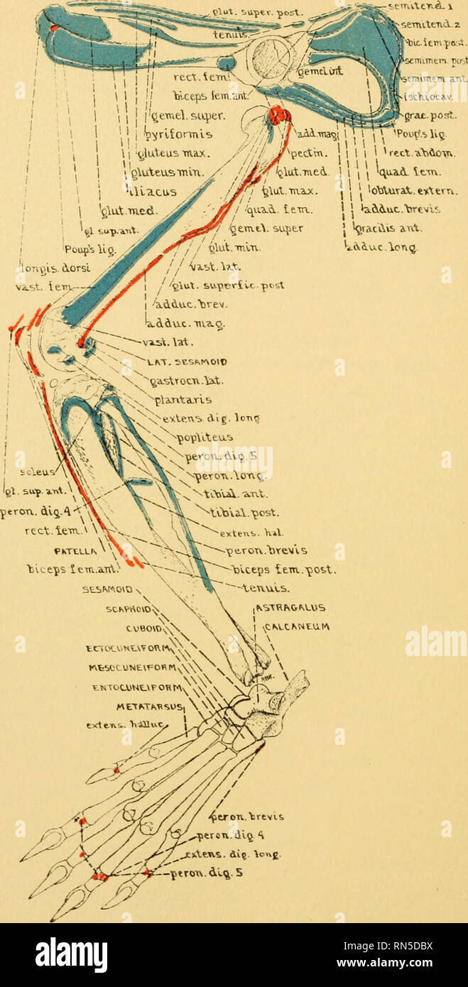 . Anatomy of the wood rat; comparative anatomy of the subgenera of the ...
