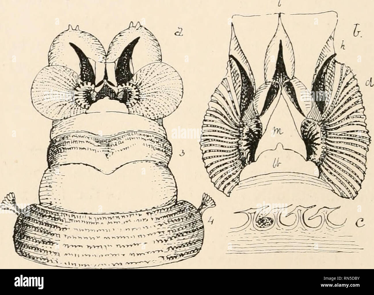 . The anatomy, physiology, morphology and development of the blow-fly ...