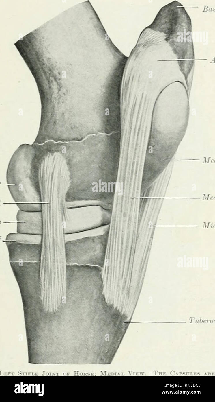 . The anatomy of the domestic animals. Veterinary anatomy. THE STIFLE ...
