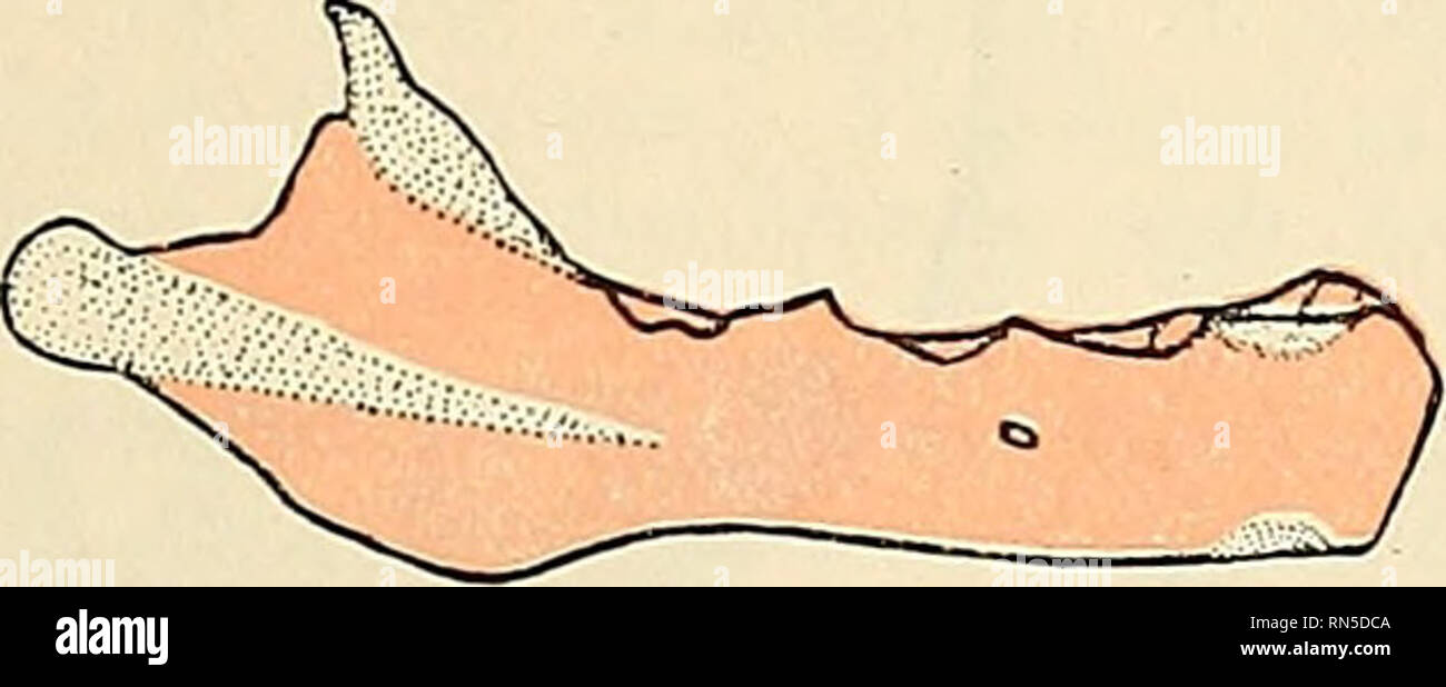 . Anatomy, descriptive and applied. Anatomy. Fig. 89.—Scheme showing ...