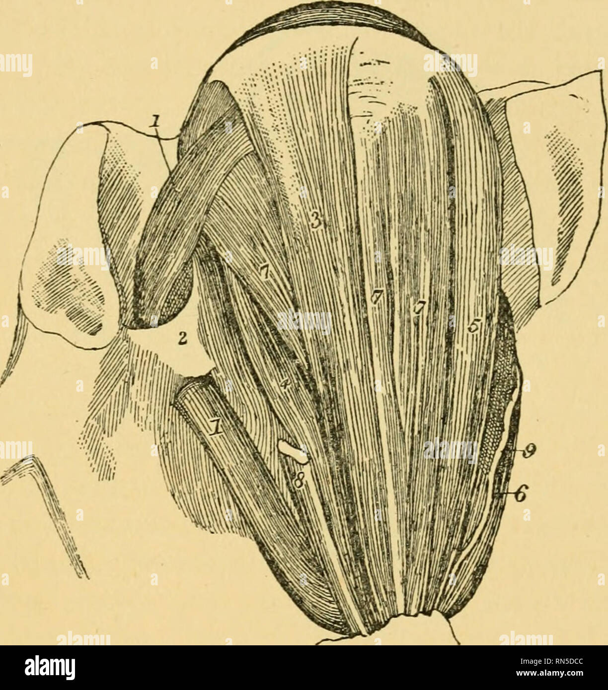 . The anatomy of the horse : a dissection guide. Horses; Horses ...