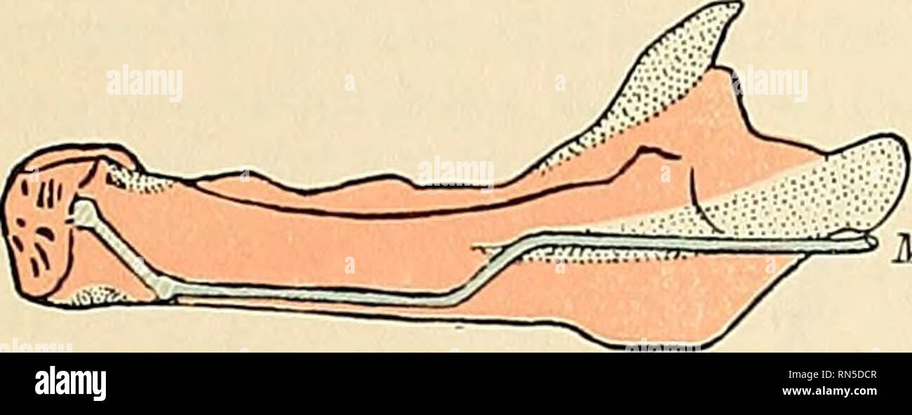 . Anatomy, descriptive and applied. Anatomy. THE MANDIBLE, OR LO WEB JA ...