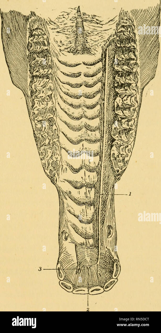 . The anatomy of the horse : a dissection guide. Horses; Horses ...