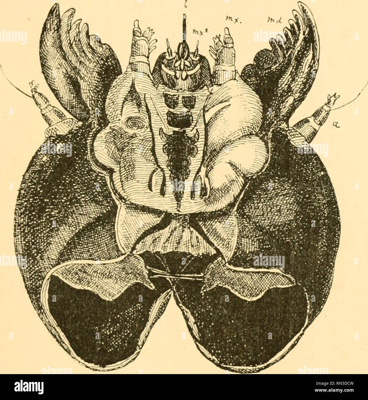 . The anatomy, physiology, morphology and development of the blow- fly ...