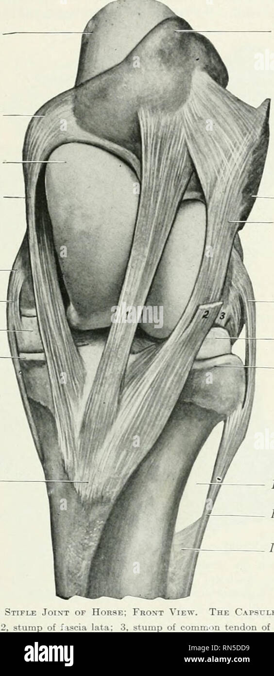 . The anatomy of the domestic animals. Veterinary anatomy. THE STIFLE ...
