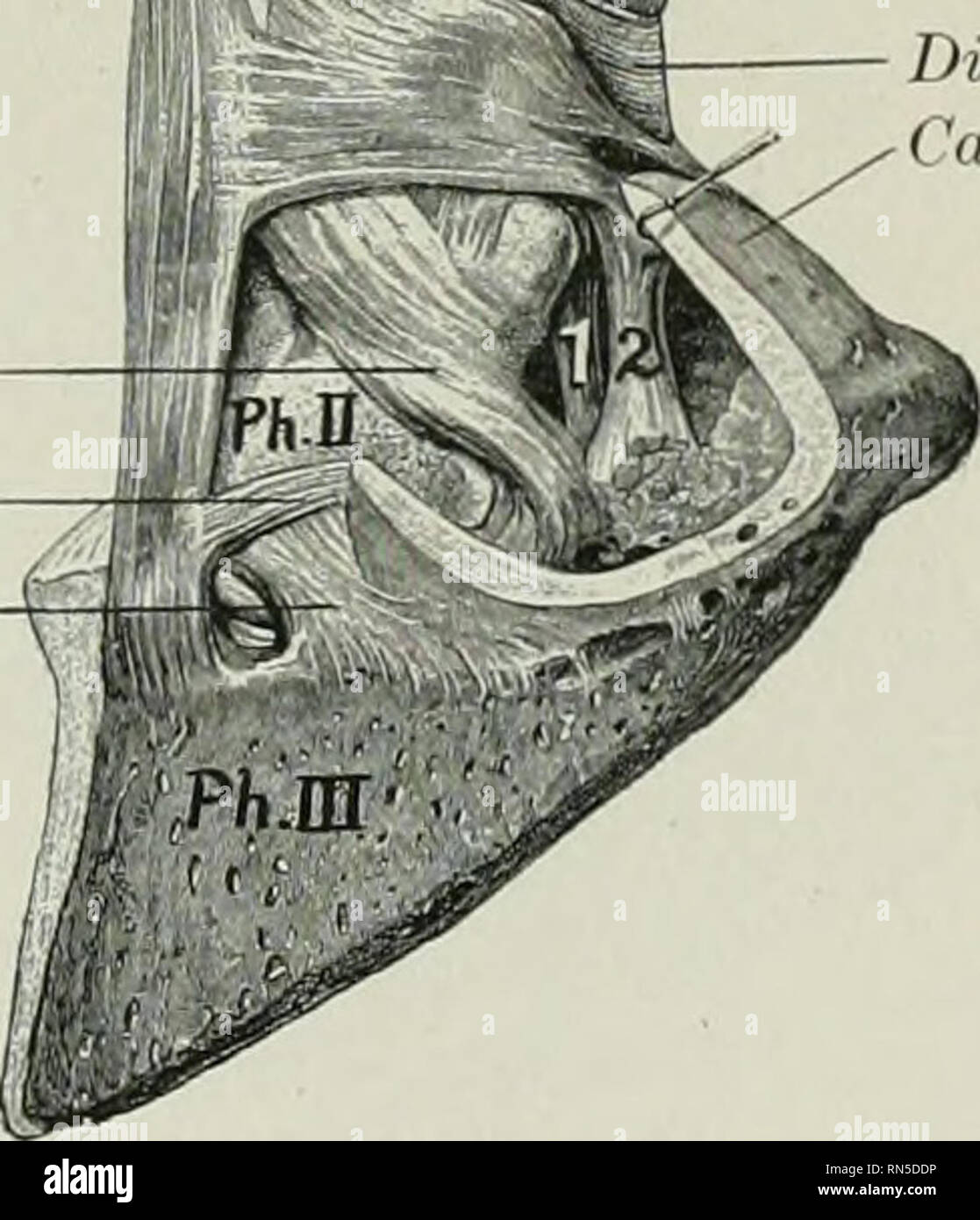 . The anatomy of the domestic animals. Veterinary anatomy. Superficial ...