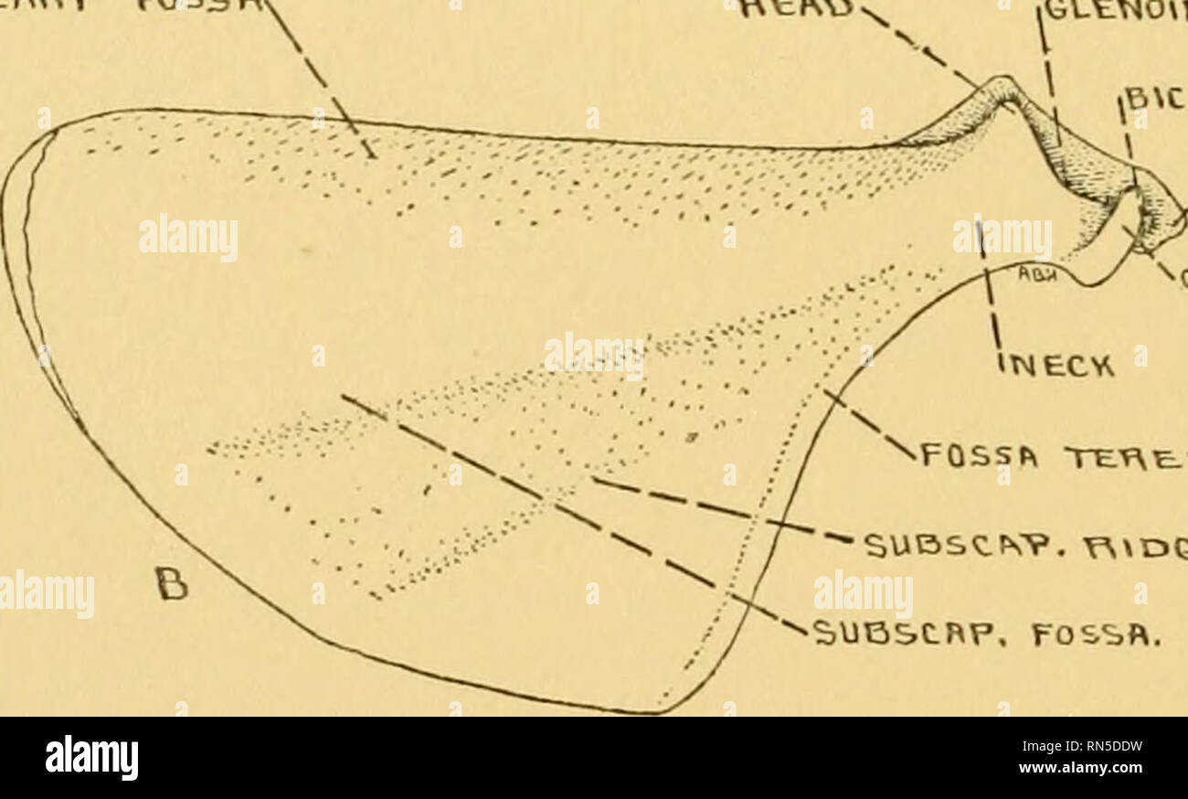 . Anatomy of the wood rat; comparative anatomy of the subgenera of the ...