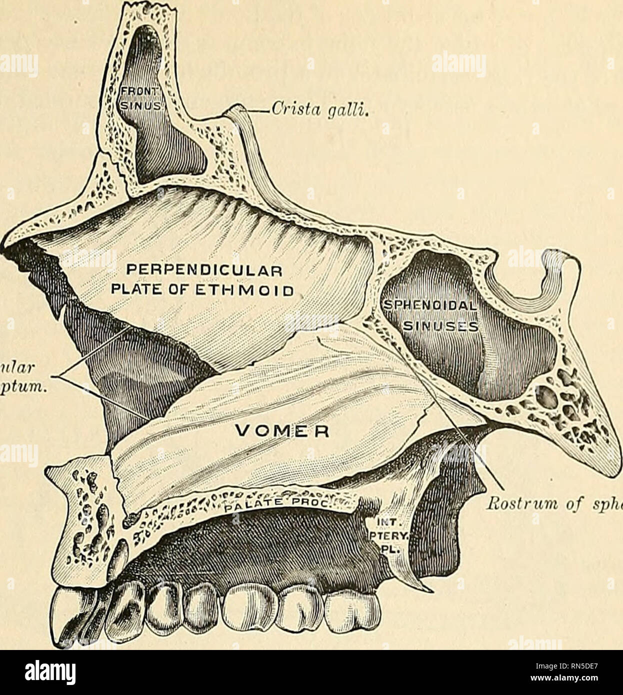 . Anatomy, descriptive and applied. Anatomy. THE MANDIBLE, OR LOWER JAW ...