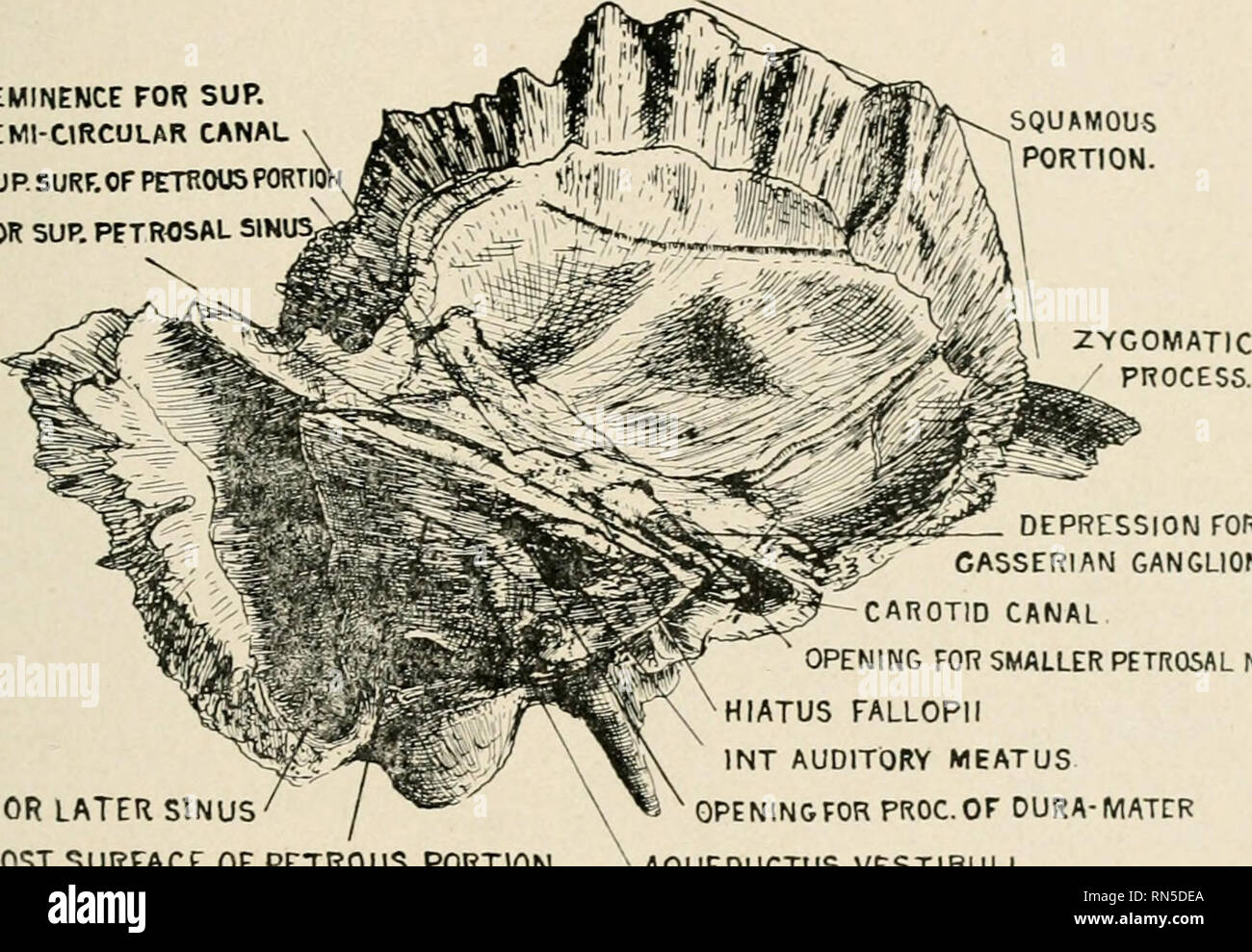 . Anatomy in a nutshell : a treatise on human anatomy in its relation ...