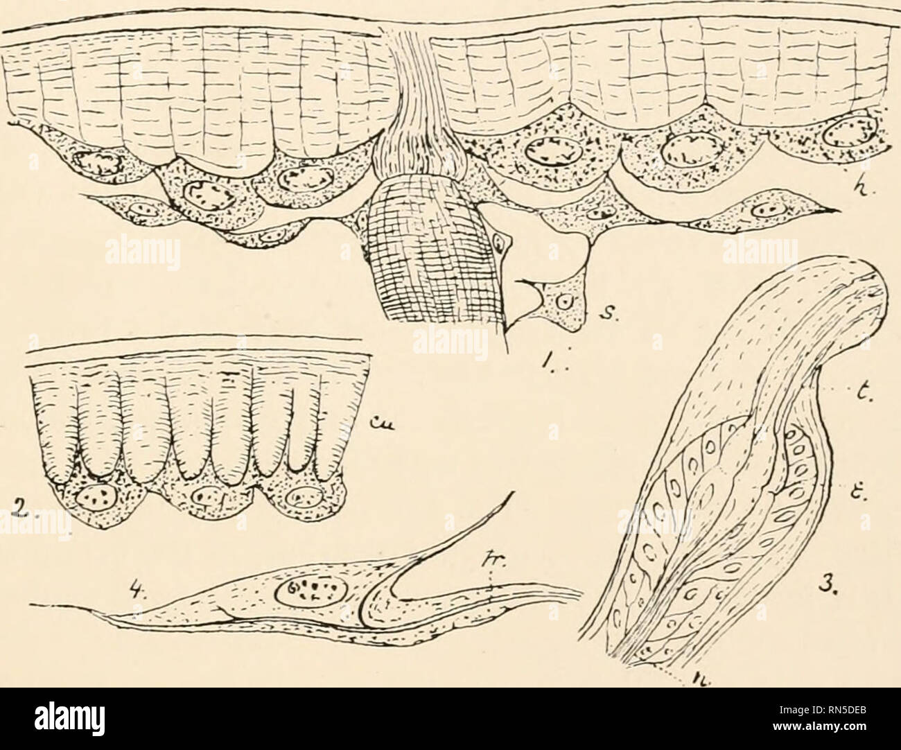 . The anatomy, physiology, morphology and development of the blow-fly ...