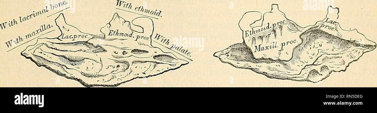 . Anatomy, descriptive and applied. Anatomy. Fig. 81.N;isal cavity ...