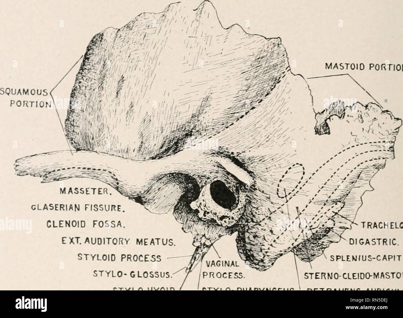 Intercostal arteries hi-res stock photography and images - Alamy