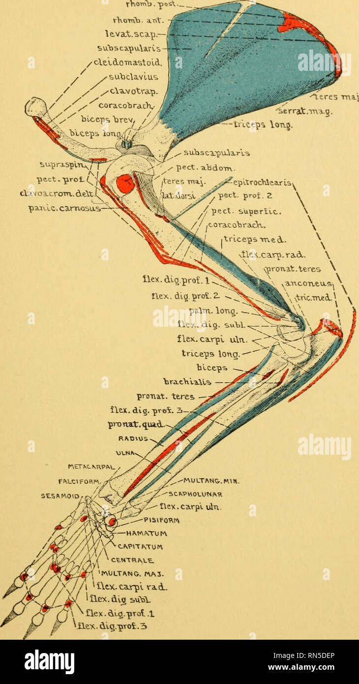 . Anatomy of the wood rat; comparative anatomy of the subgenera of the ...