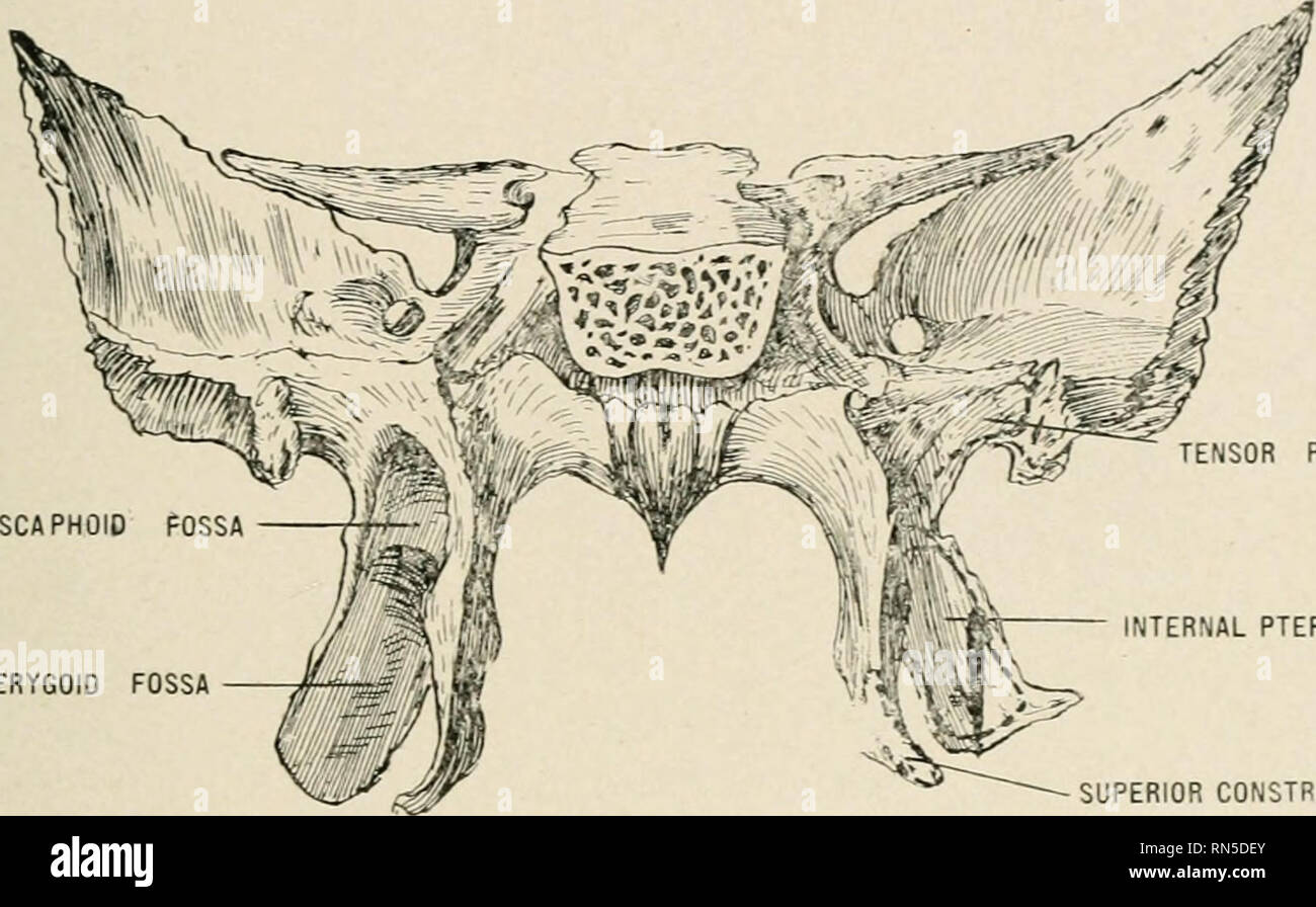 Cremasteric hi-res stock photography and images - Alamy