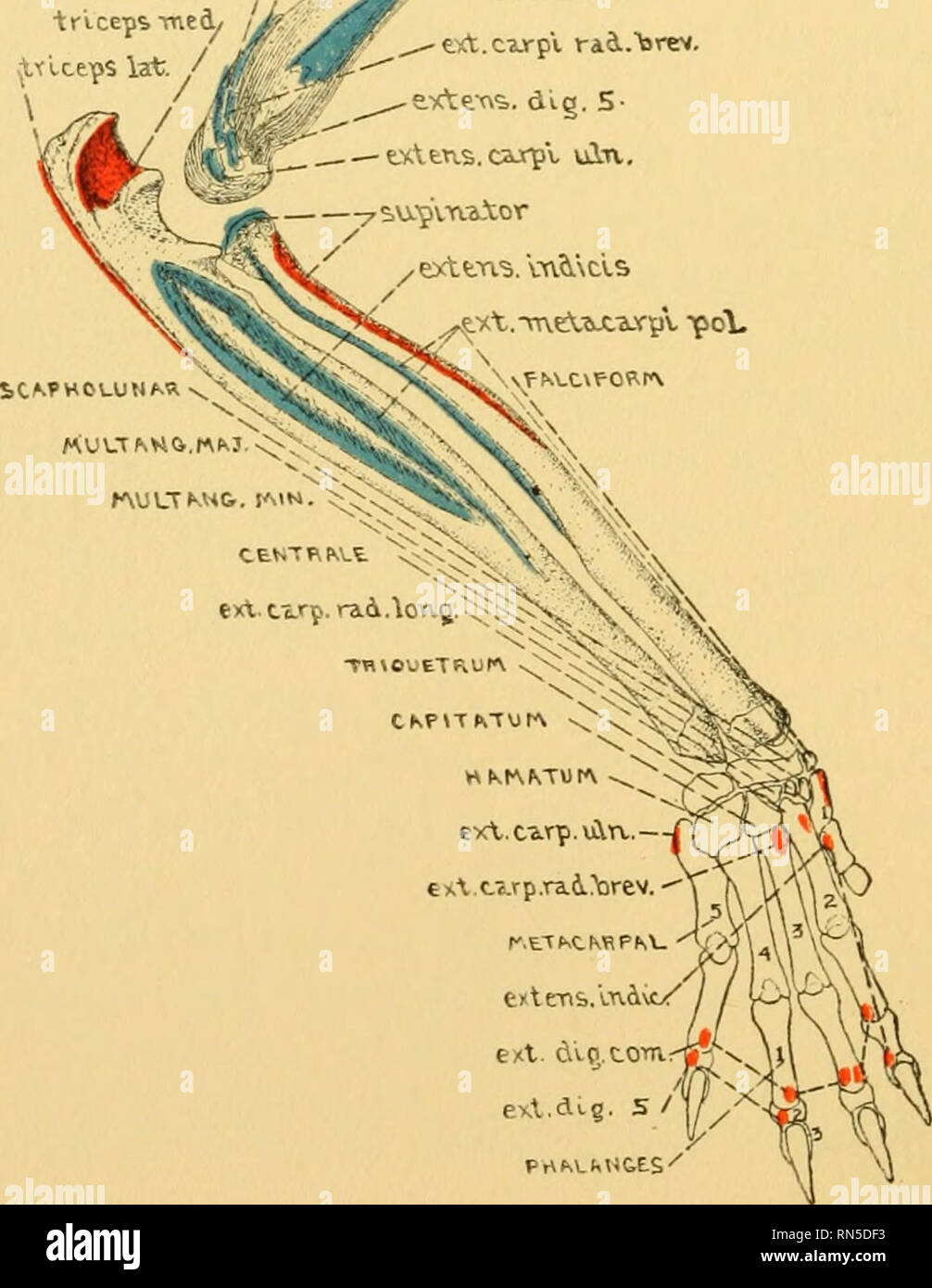 . Anatomy of the wood rat; comparative anatomy of the subgenera of the ...