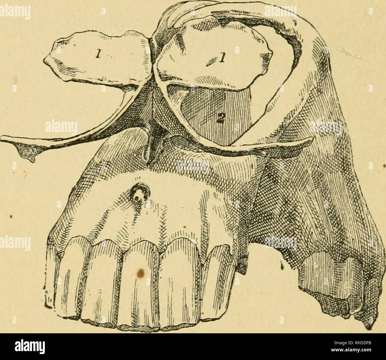 . The anatomy of the horse : a dissection guide. Horses; Horses ...