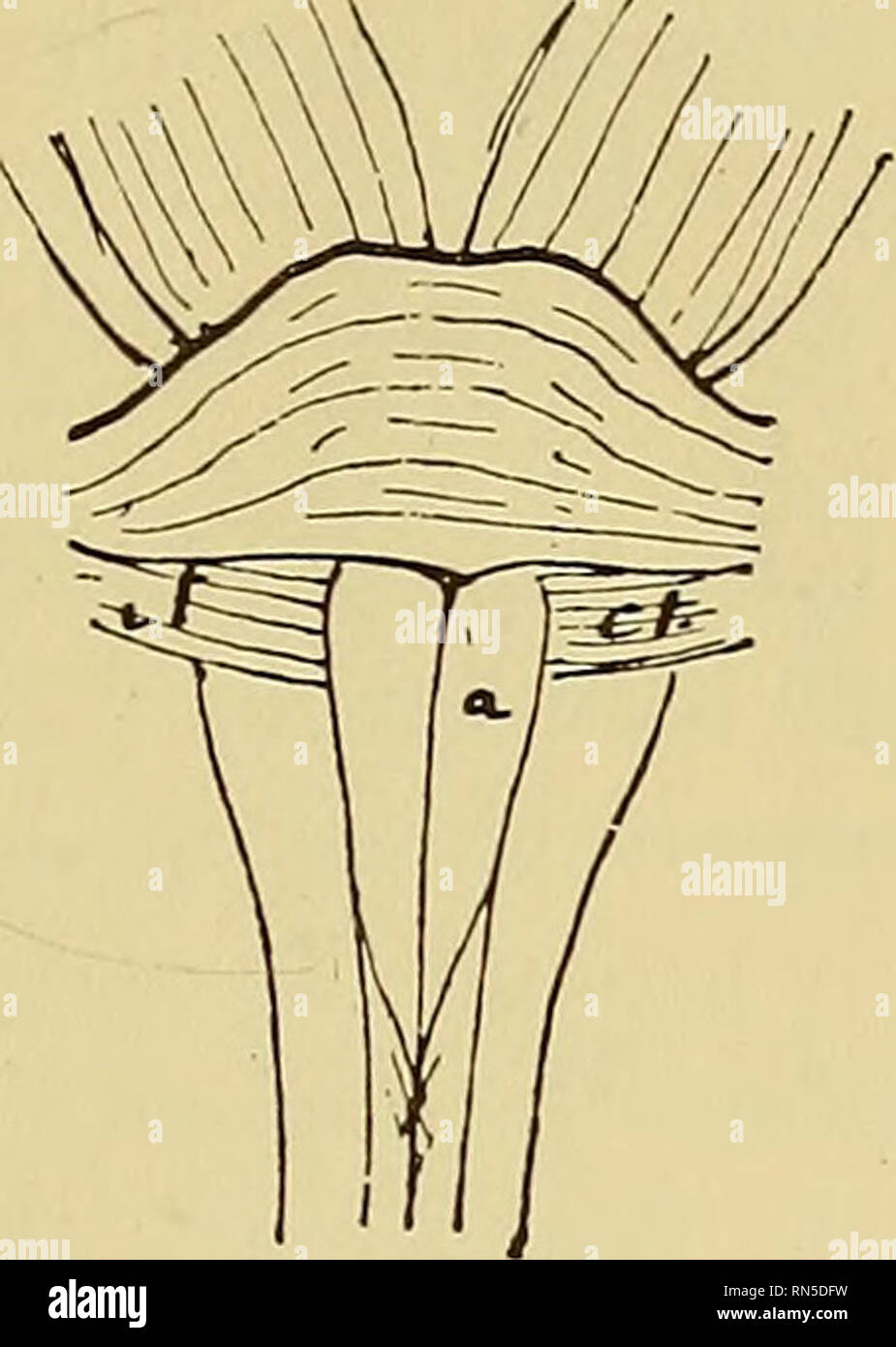 . The anatomy of the central nervous system of man and of vertebrates ...