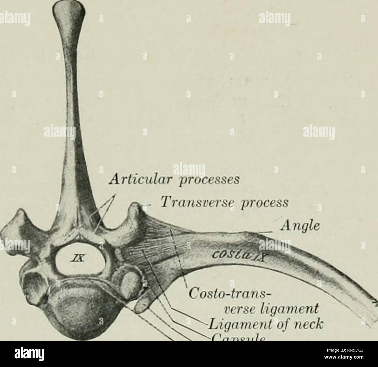 Costovertebral Junction