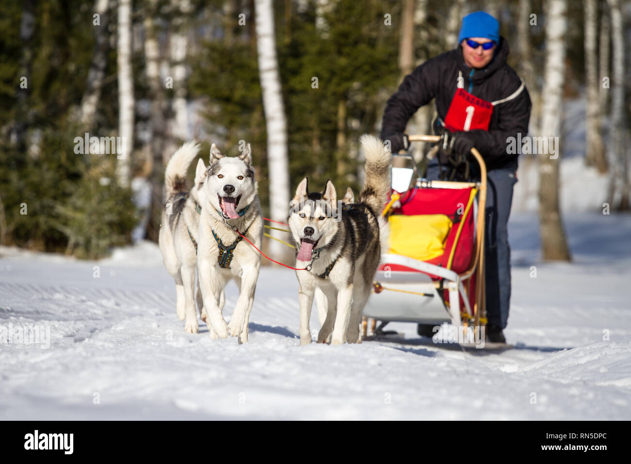 Siberian Huskies @ sled dog race, Czech Republic Stock Photo - Alamy