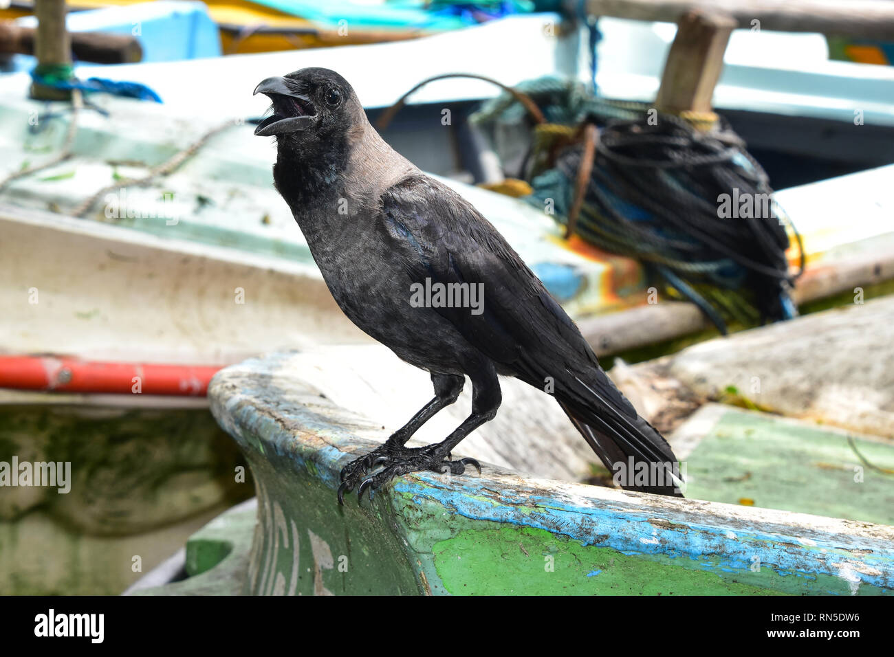 House Crow, Fishing Boats, Galle Fish Market, Galle, Sri Lanka Stock ...