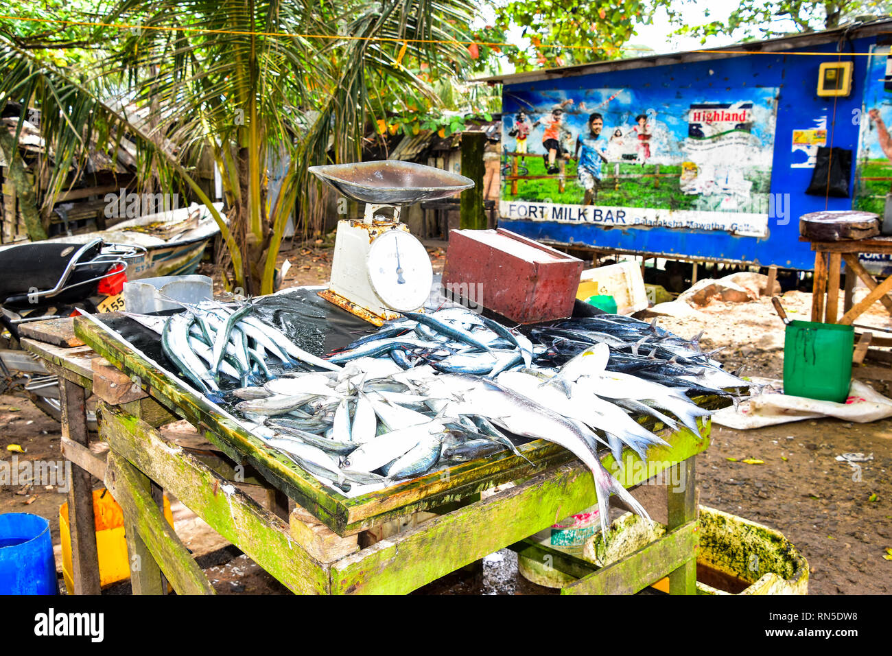 Galle fish market hi-res stock photography and images - Alamy